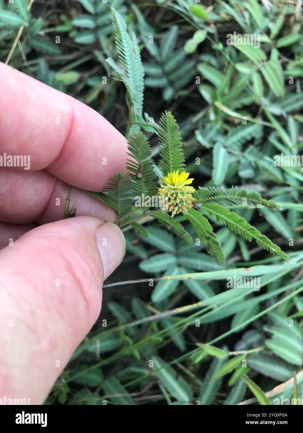Tropical puff (Neptunia pubescens Stock Photo - Alamy