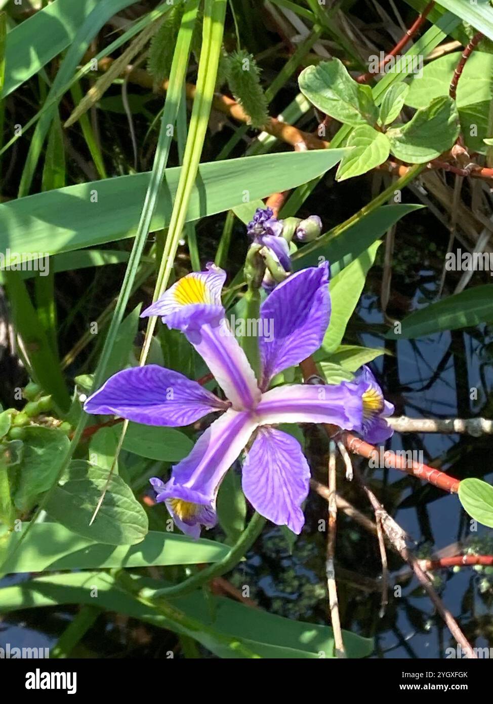 southern blue flag (Iris virginica Stock Photo - Alamy