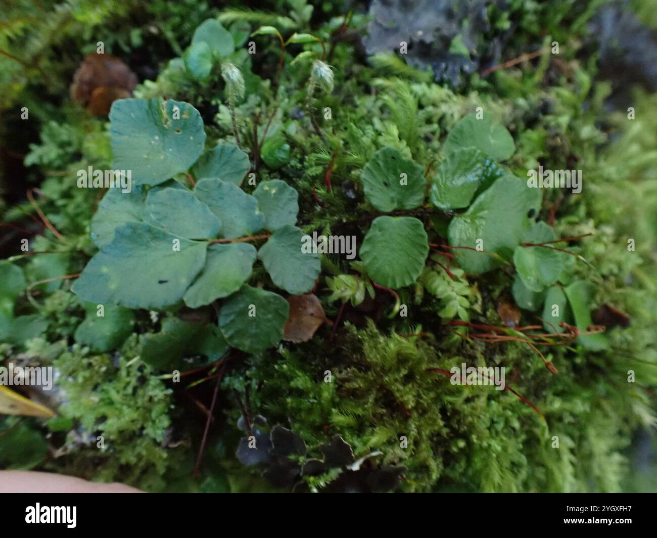 Sickle Fern (Pellaea falcata Stock Photo - Alamy