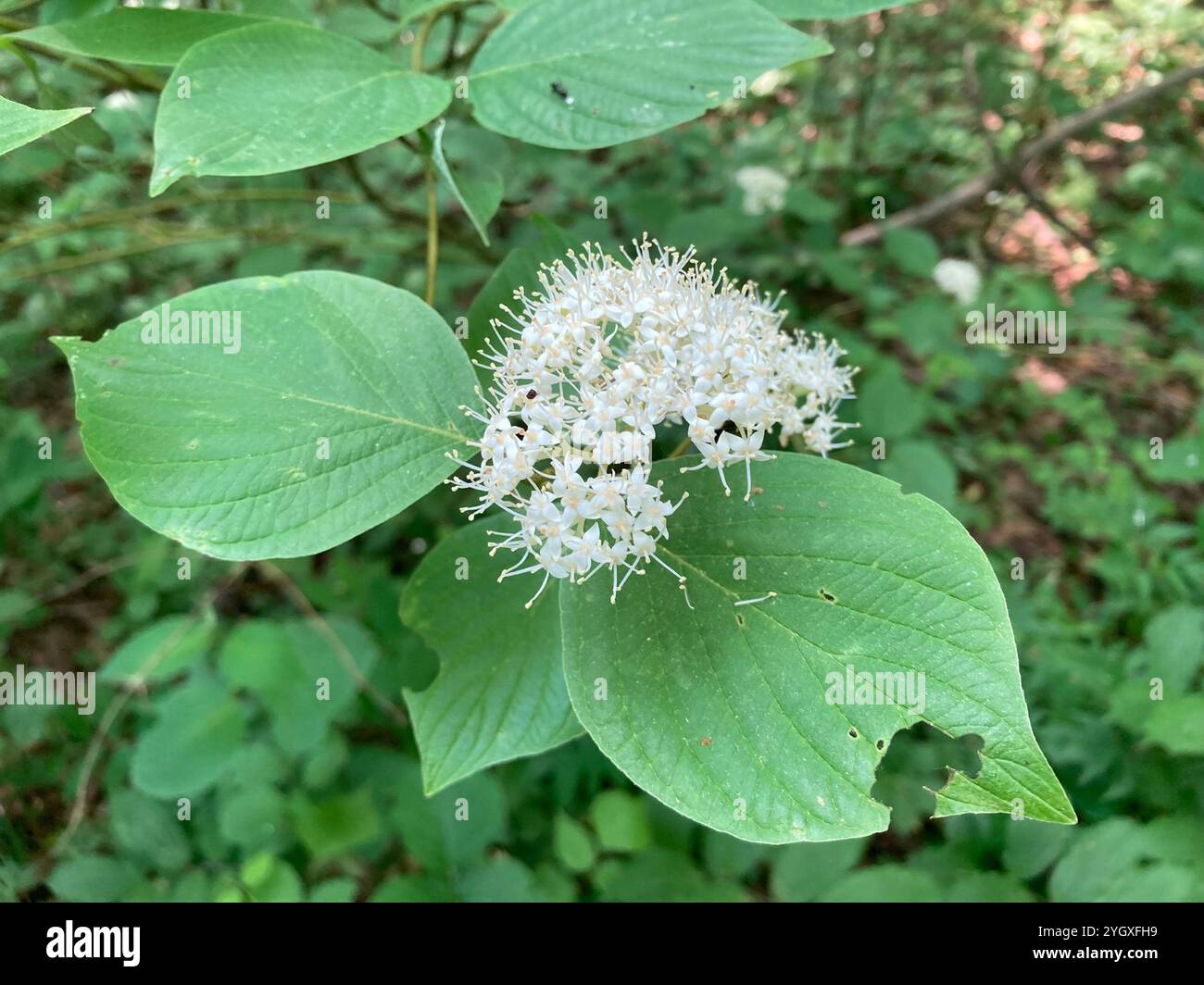 Round-leaved Dogwood (Cornus rugosa Stock Photo - Alamy