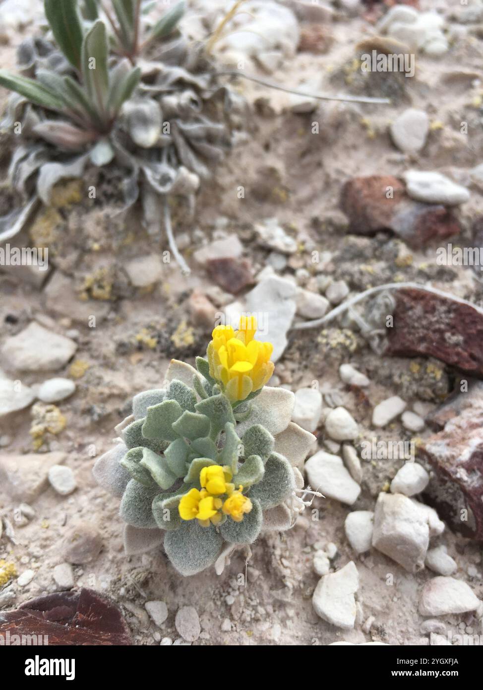 (Physaria didymocarpa lanata Stock Photo - Alamy