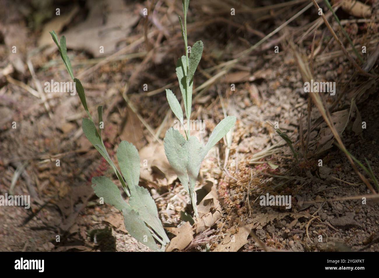California Aster (Corethrogyne filaginifolia Stock Photo - Alamy