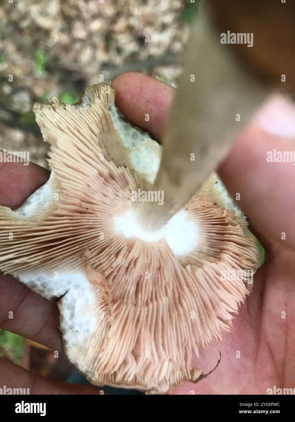 Deer Mushroom (Pluteus cervinus Stock Photo - Alamy