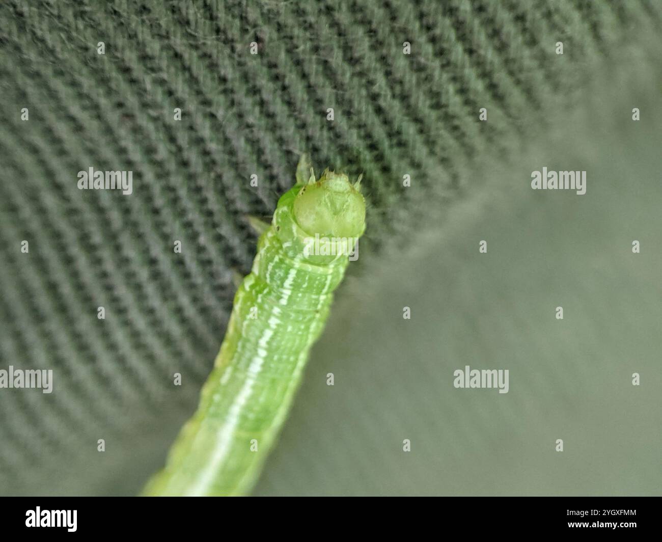 Geometer Moths (Geometridae Stock Photo - Alamy