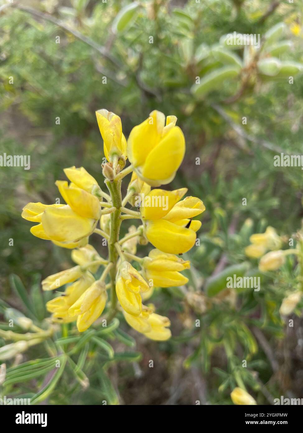 coastal bush lupine (Lupinus arboreus Stock Photo - Alamy
