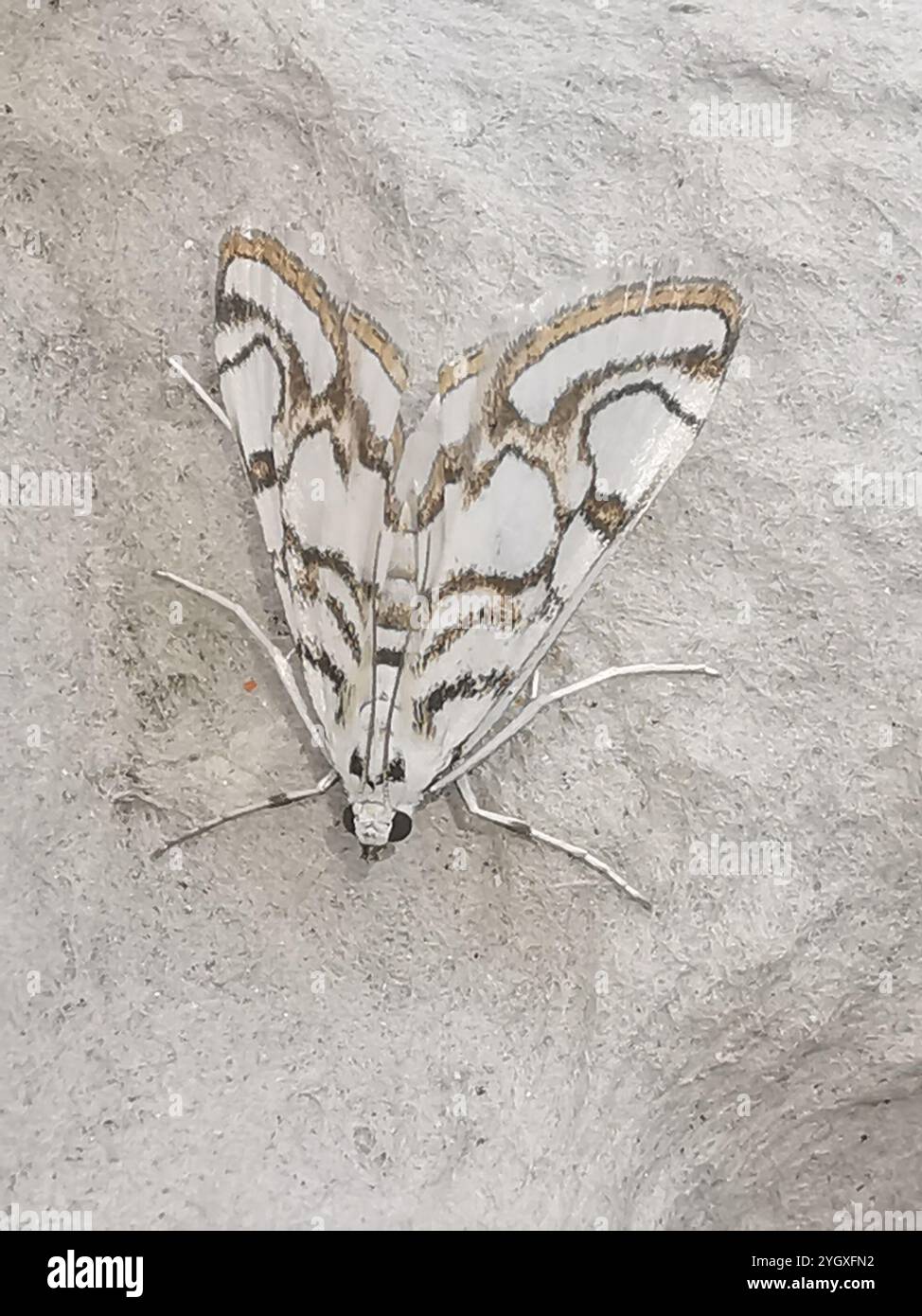 Beautiful China-mark (Nymphula nitidulata Stock Photo - Alamy