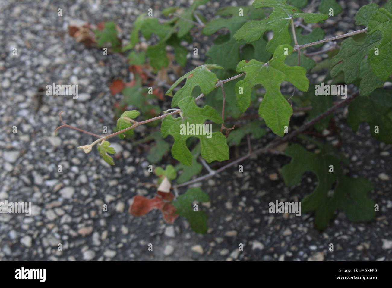mustang grape (Vitis mustangensis Stock Photo - Alamy