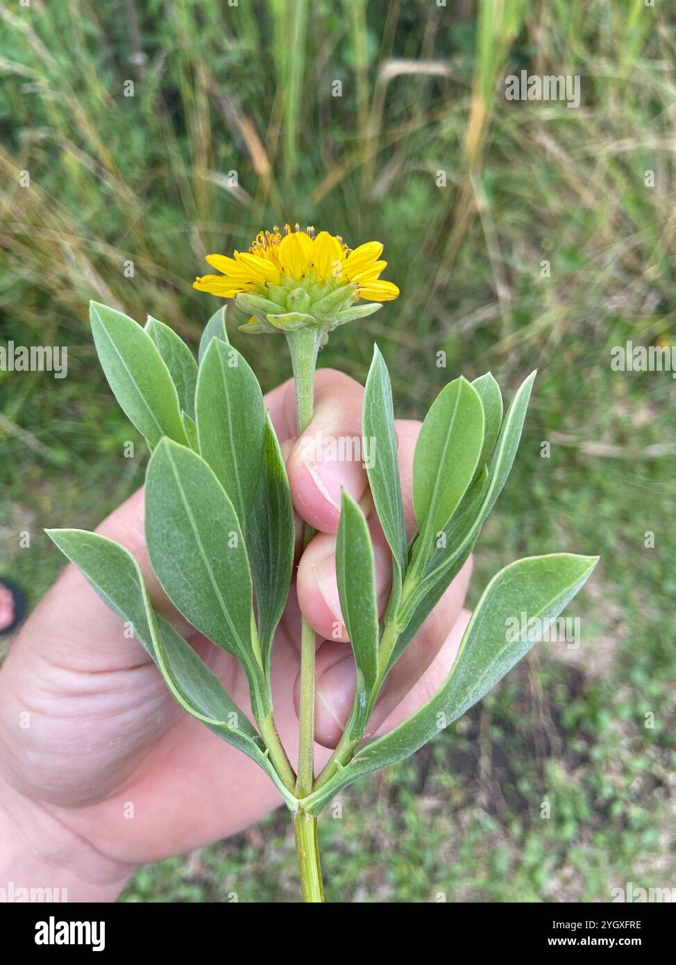 sea ox-eye (Borrichia frutescens Stock Photo - Alamy
