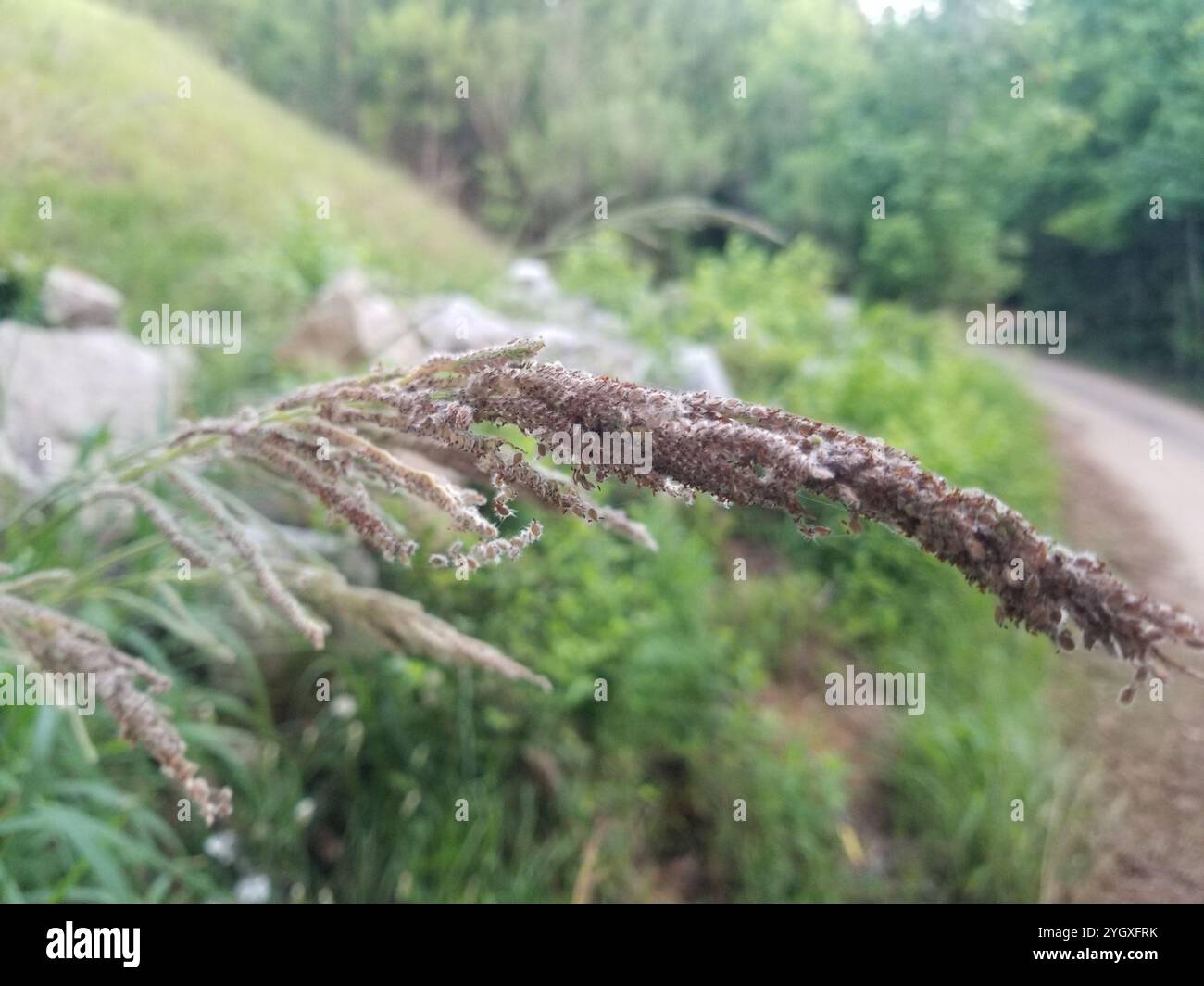 Vasey Grass (Paspalum urvillei Stock Photo - Alamy