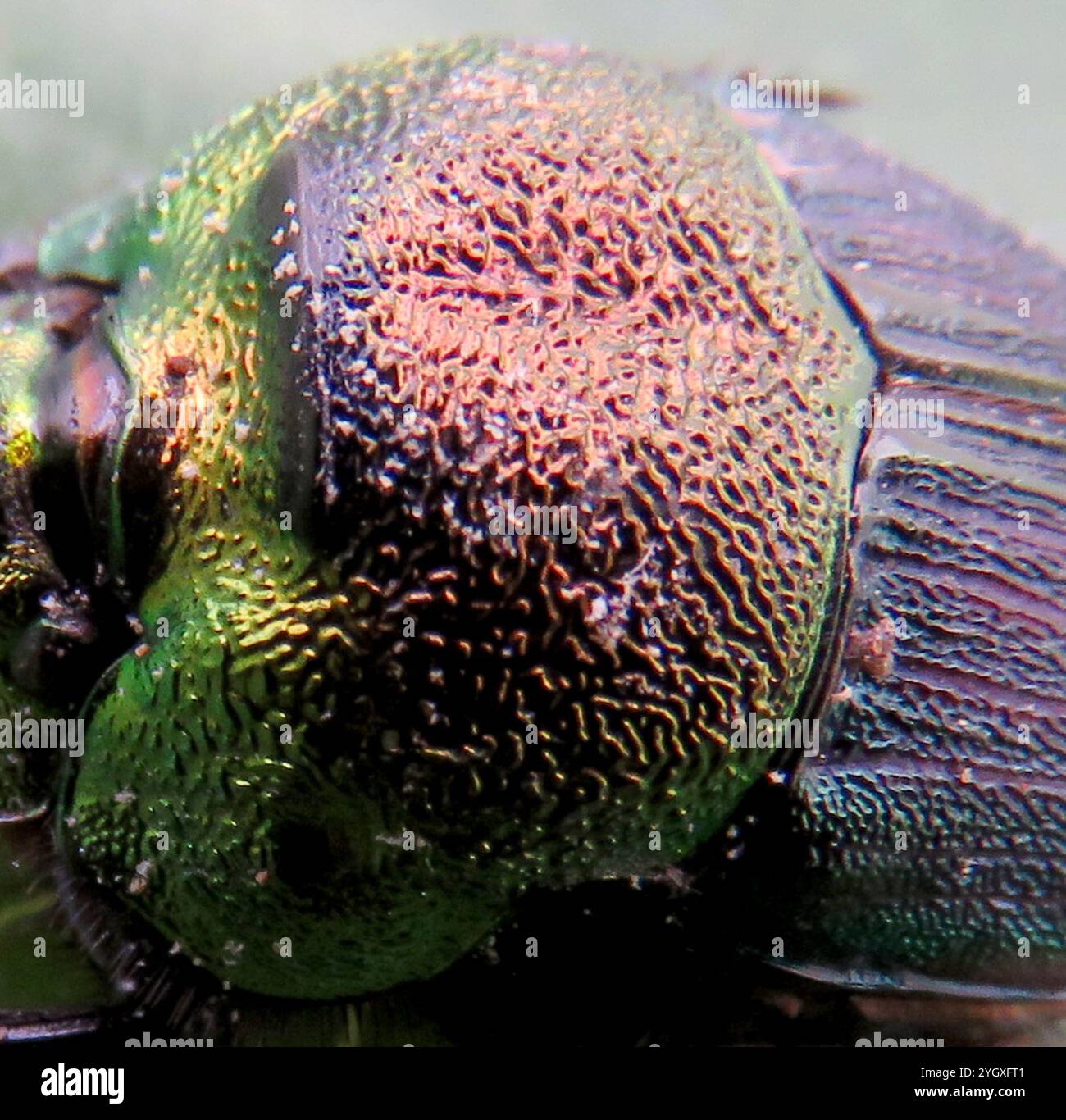 Rainbow Scarab (Phanaeus vindex Stock Photo - Alamy