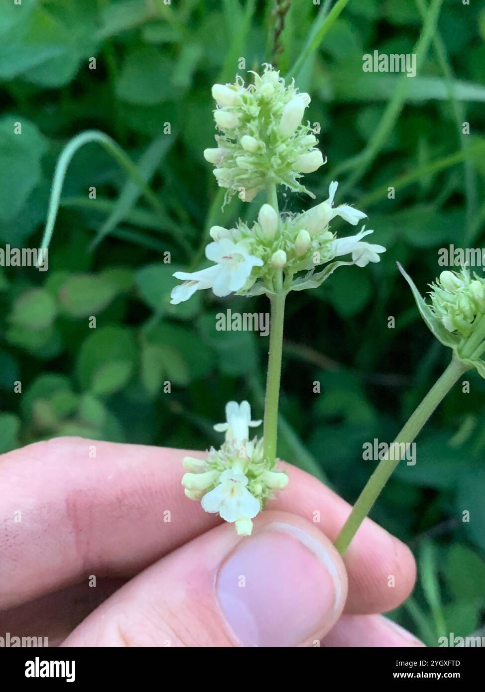 Yellow Beardtongue (Penstemon confertus Stock Photo - Alamy