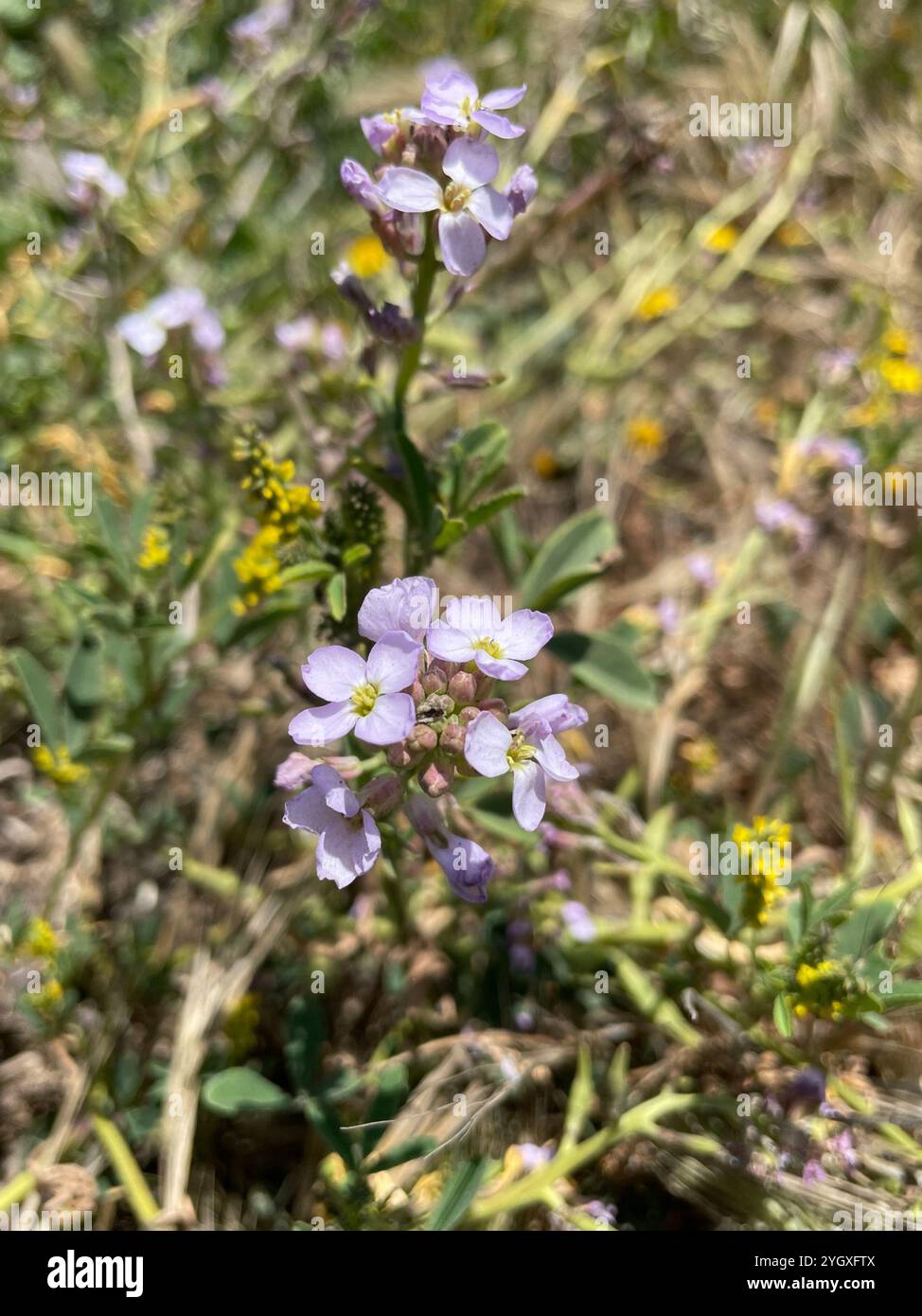 European Searocket (Cakile maritima Stock Photo - Alamy