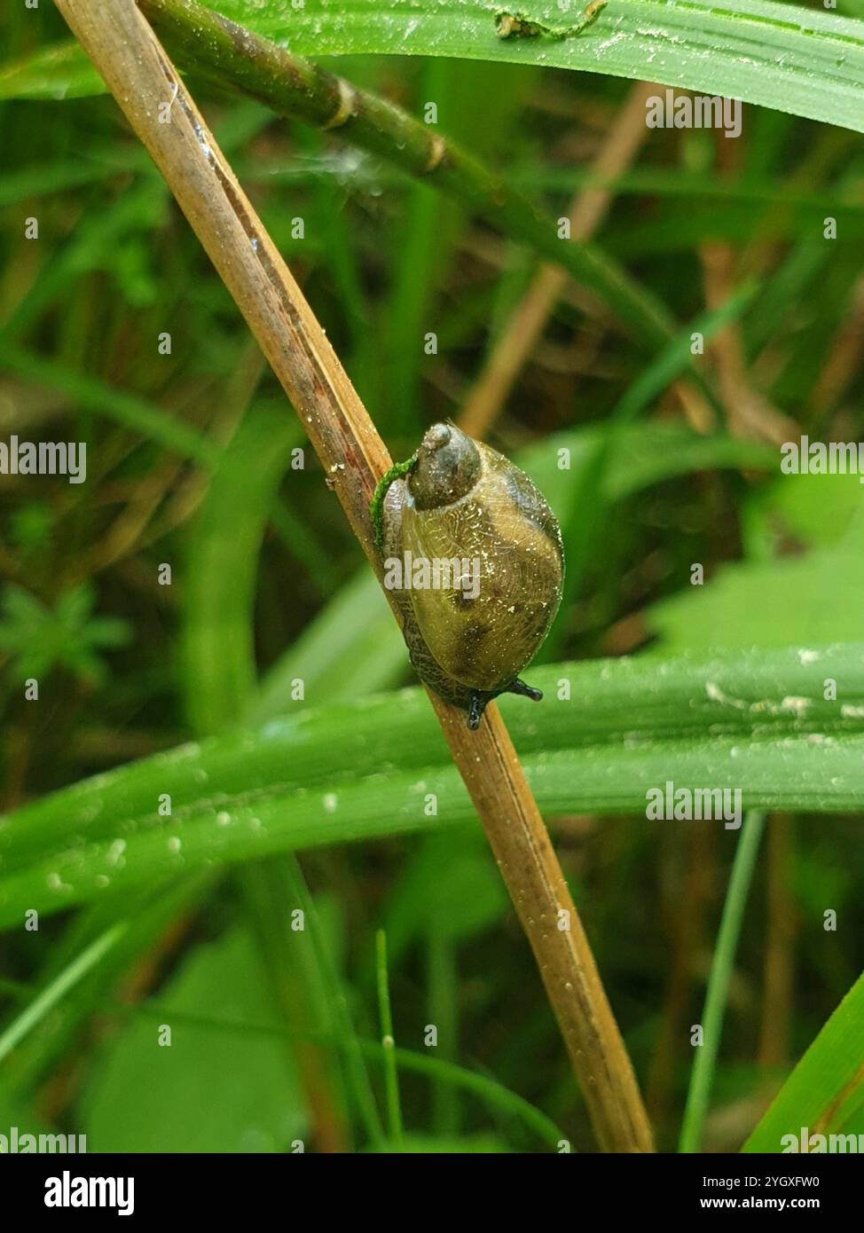 Common European Ambersnail (Succinea putris Stock Photo - Alamy