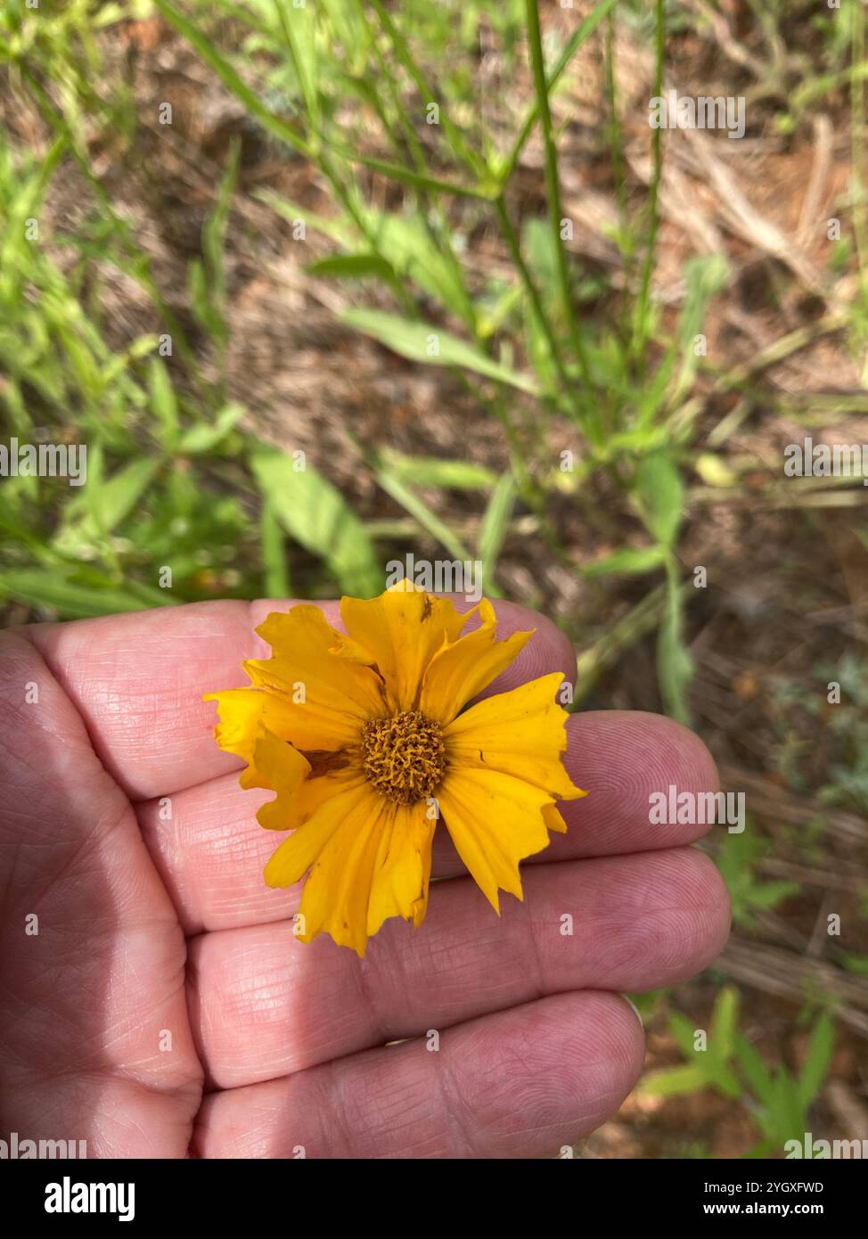 Lance-leaved Coreopsis (Coreopsis lanceolata Stock Photo - Alamy