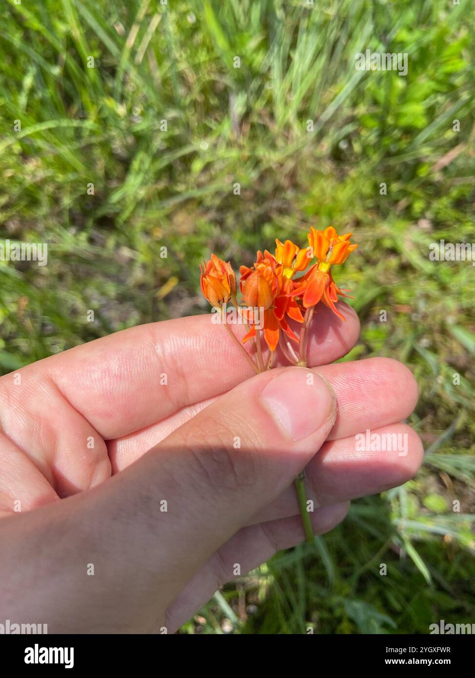 Asclepias lanceolata hi-res stock photography and images - Alamy