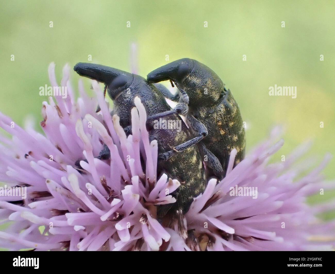 Turbine Cylindrical Weevil (Larinus turbinatus Stock Photo - Alamy