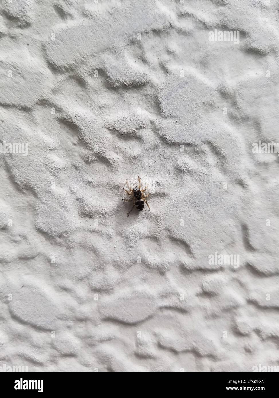 Zebra Jumping Spider (Salticus scenicus Stock Photo - Alamy