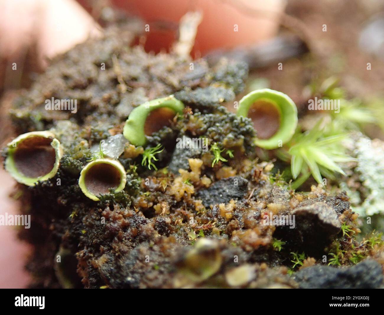 Fringed Chocolate Chip Lichen (Solorina spongiosa Stock Photo - Alamy