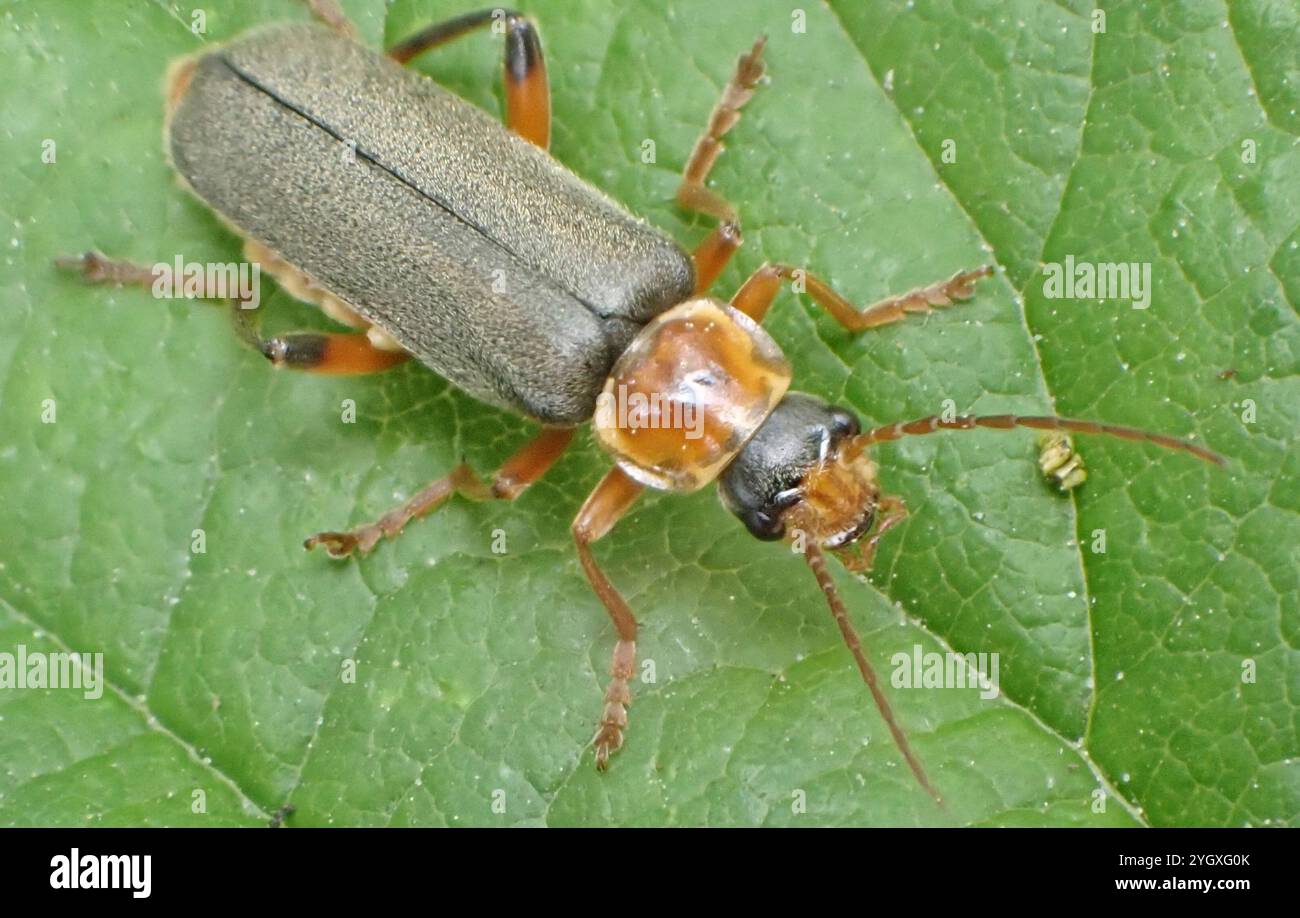 Grey Sailor Beetle (Cantharis nigricans Stock Photo - Alamy