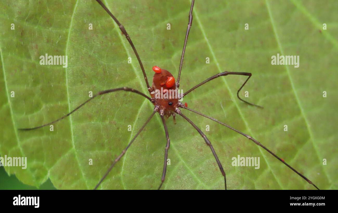 Eastern Harvestman (Leiobunum vittatum Stock Photo - Alamy