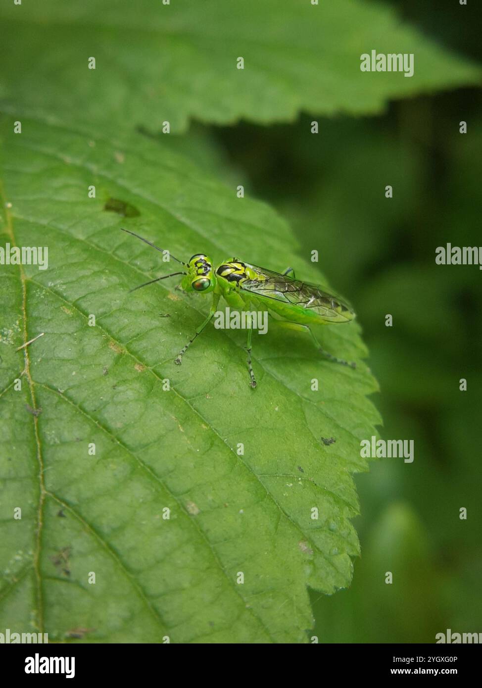 Narrow-striped Rhogogaster (Rhogogaster chlorosoma Stock Photo - Alamy