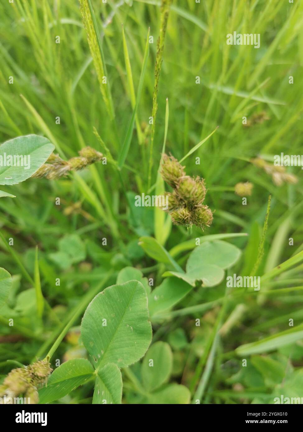 oval sedge (Carex leporina Stock Photo - Alamy