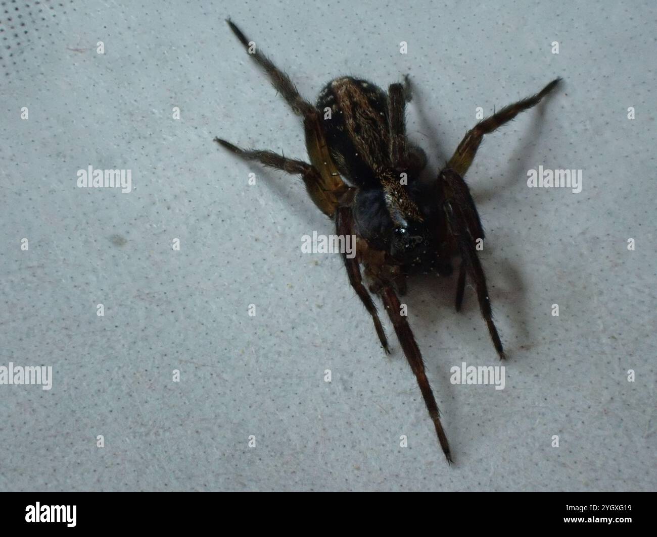 Fox Spiders (Alopecosa Stock Photo - Alamy