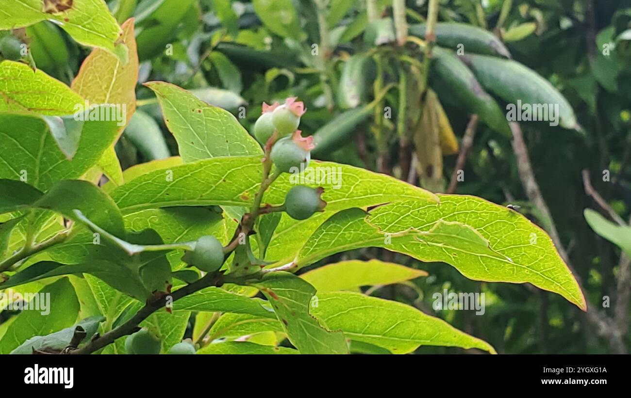 Northern highbush blueberry (Vaccinium corymbosum Stock Photo - Alamy