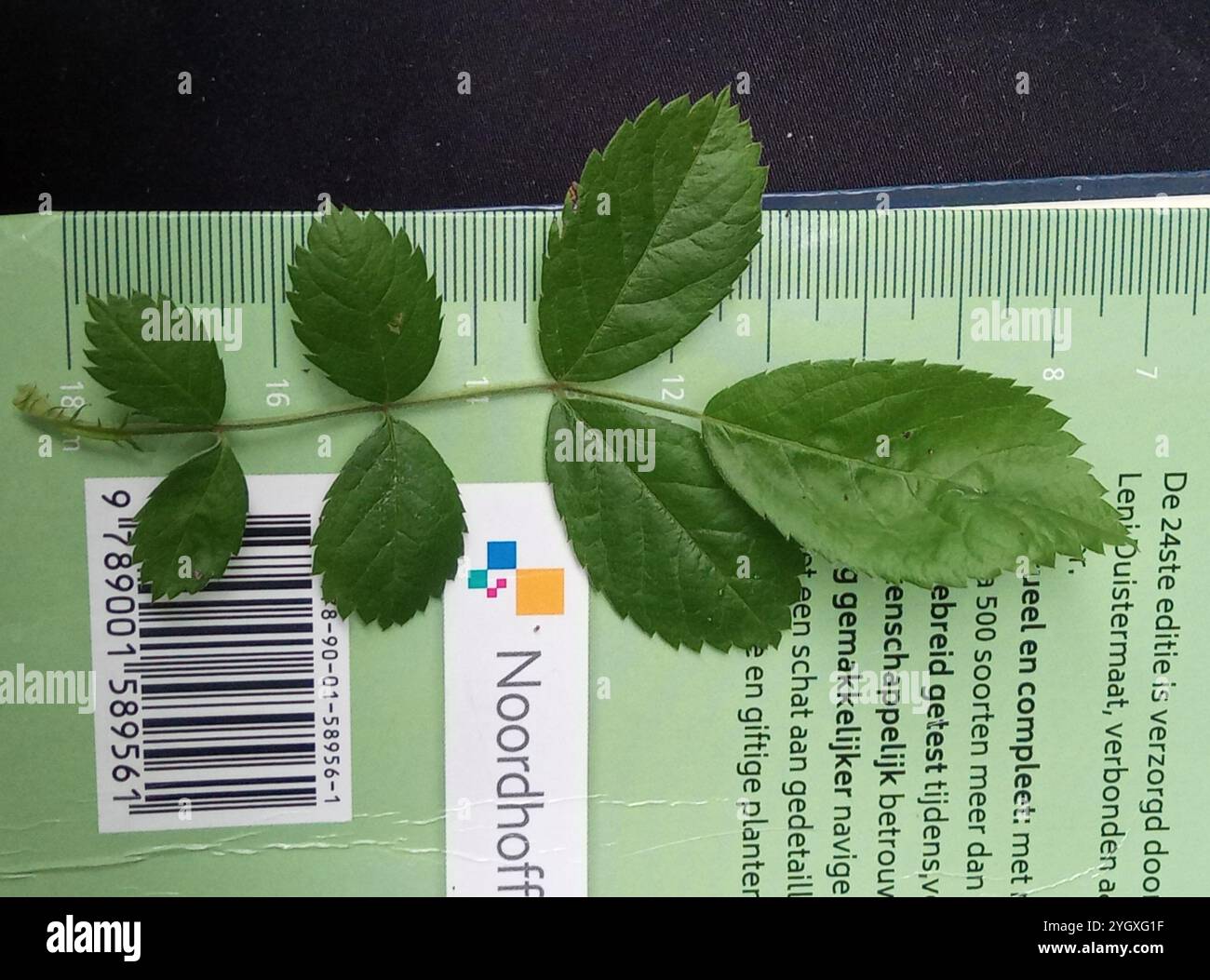 multiflora rose (Rosa multiflora Stock Photo - Alamy