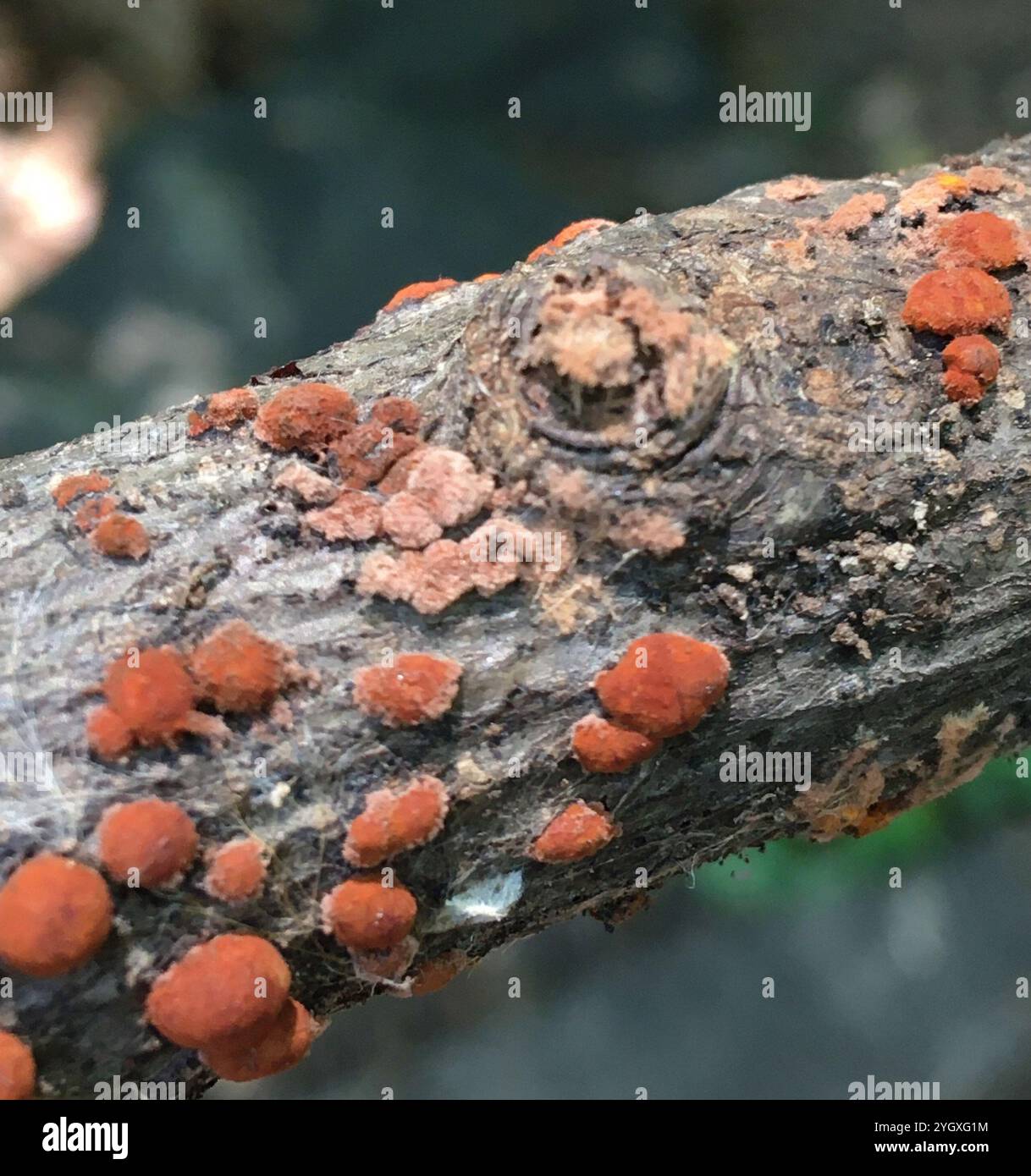 Hypoxylon howeanum hi-res stock photography and images - Alamy