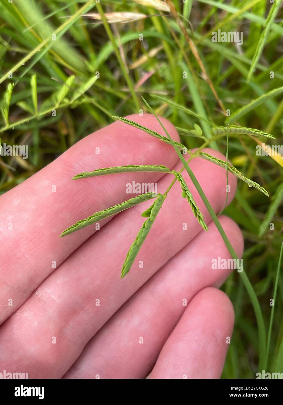 sensitive plants (Mimosa Stock Photo - Alamy