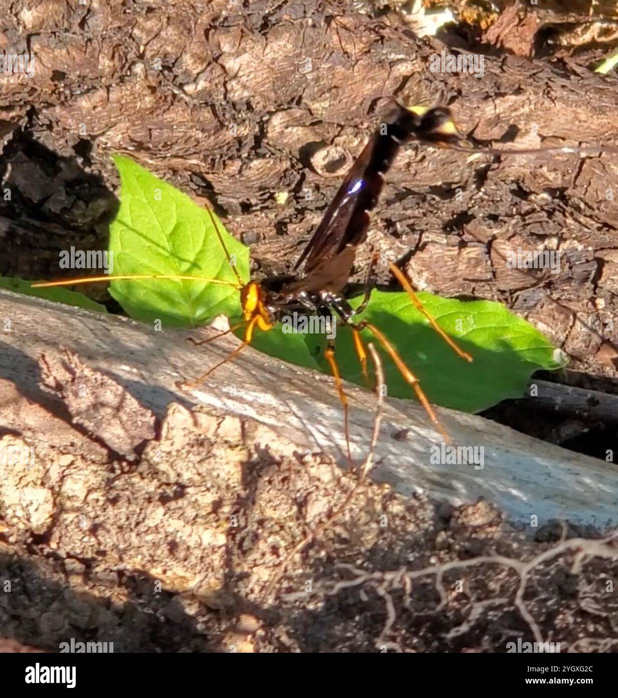 Black Giant Ichneumonid Wasp (Megarhyssa atrata Stock Photo - Alamy