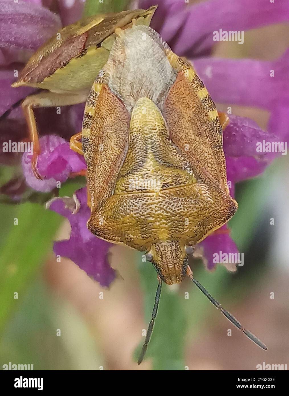 Black-shouldered Shieldbug (Carpocoris purpureipennis Stock Photo - Alamy