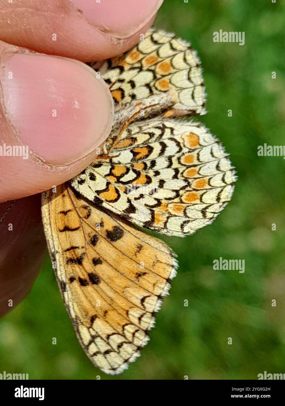 Knapweed Fritillary (Melitaea phoebe Stock Photo - Alamy