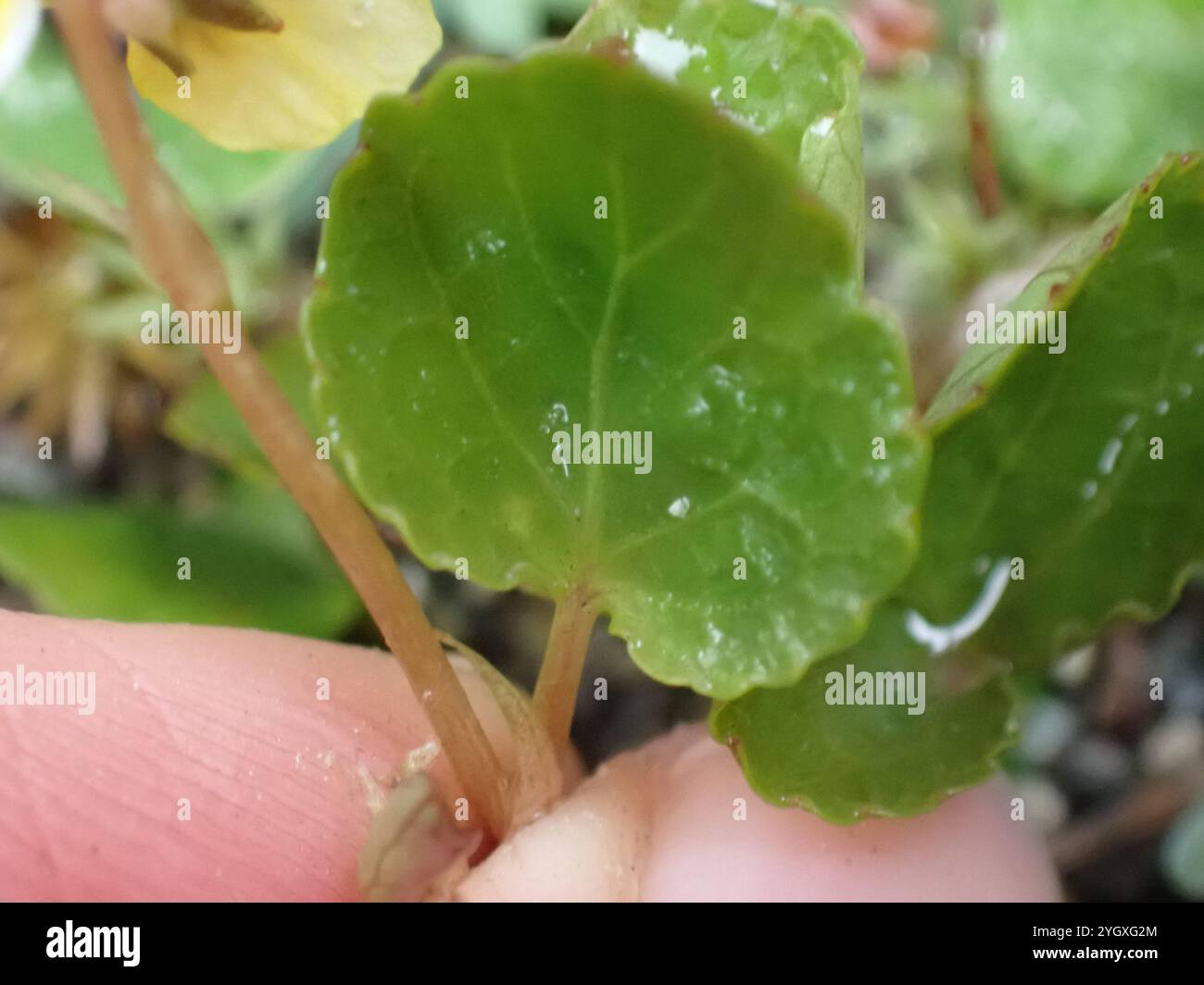 Redwood Violet (Viola sempervirens Stock Photo - Alamy