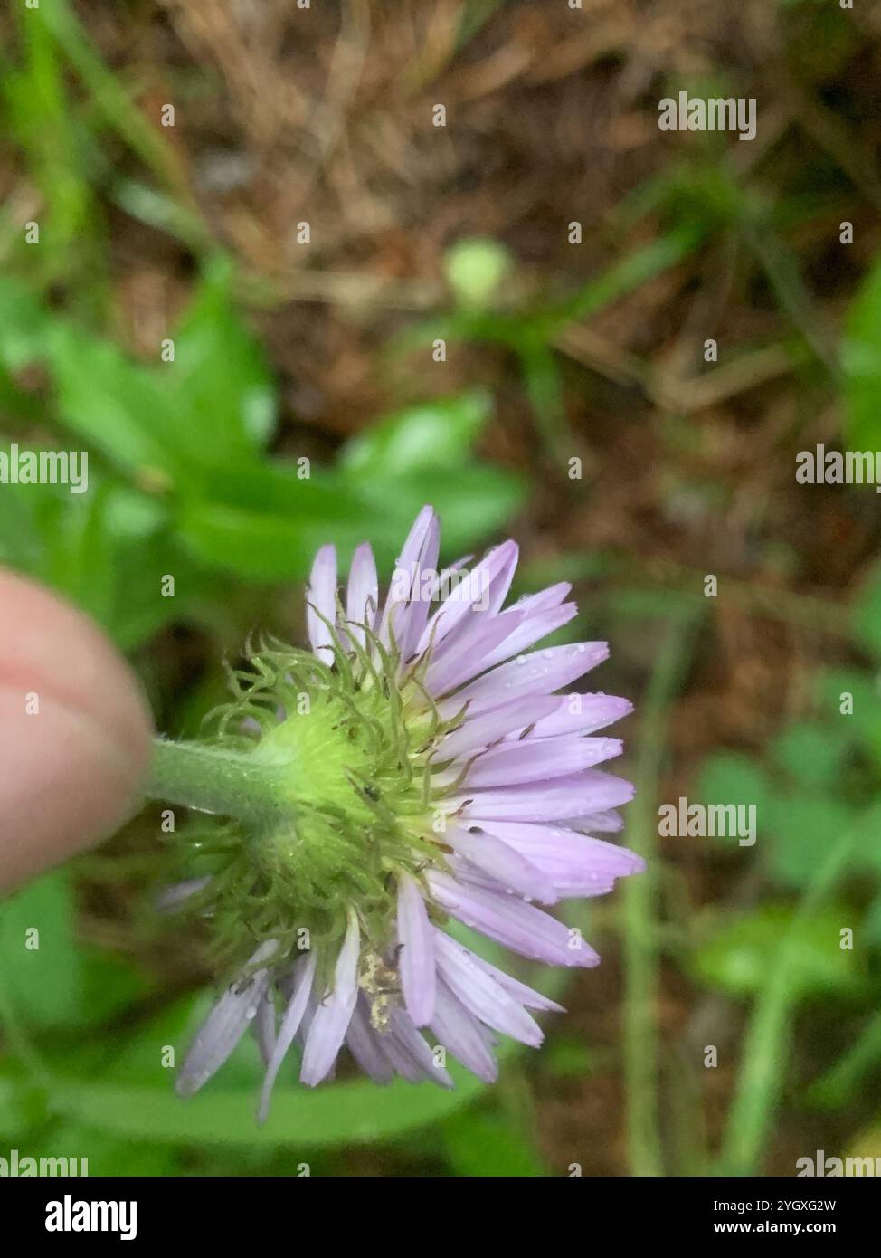 Subalpine Fleabane (Erigeron glacialis Stock Photo - Alamy