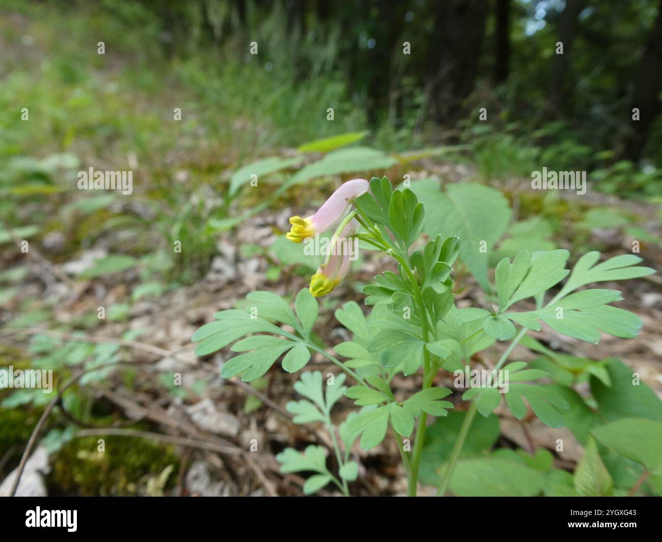 Capnoides sempervirens hi-res stock photography and images - Alamy