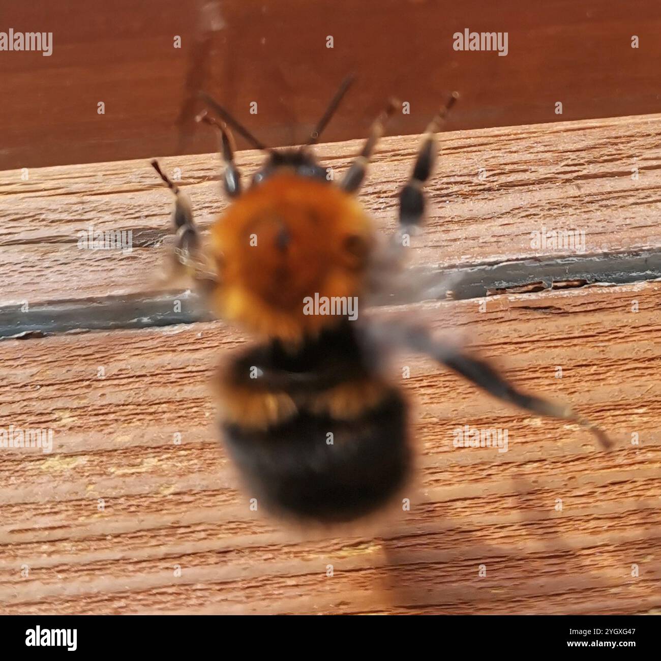 Tree Bumble Bee (Bombus hypnorum Stock Photo - Alamy