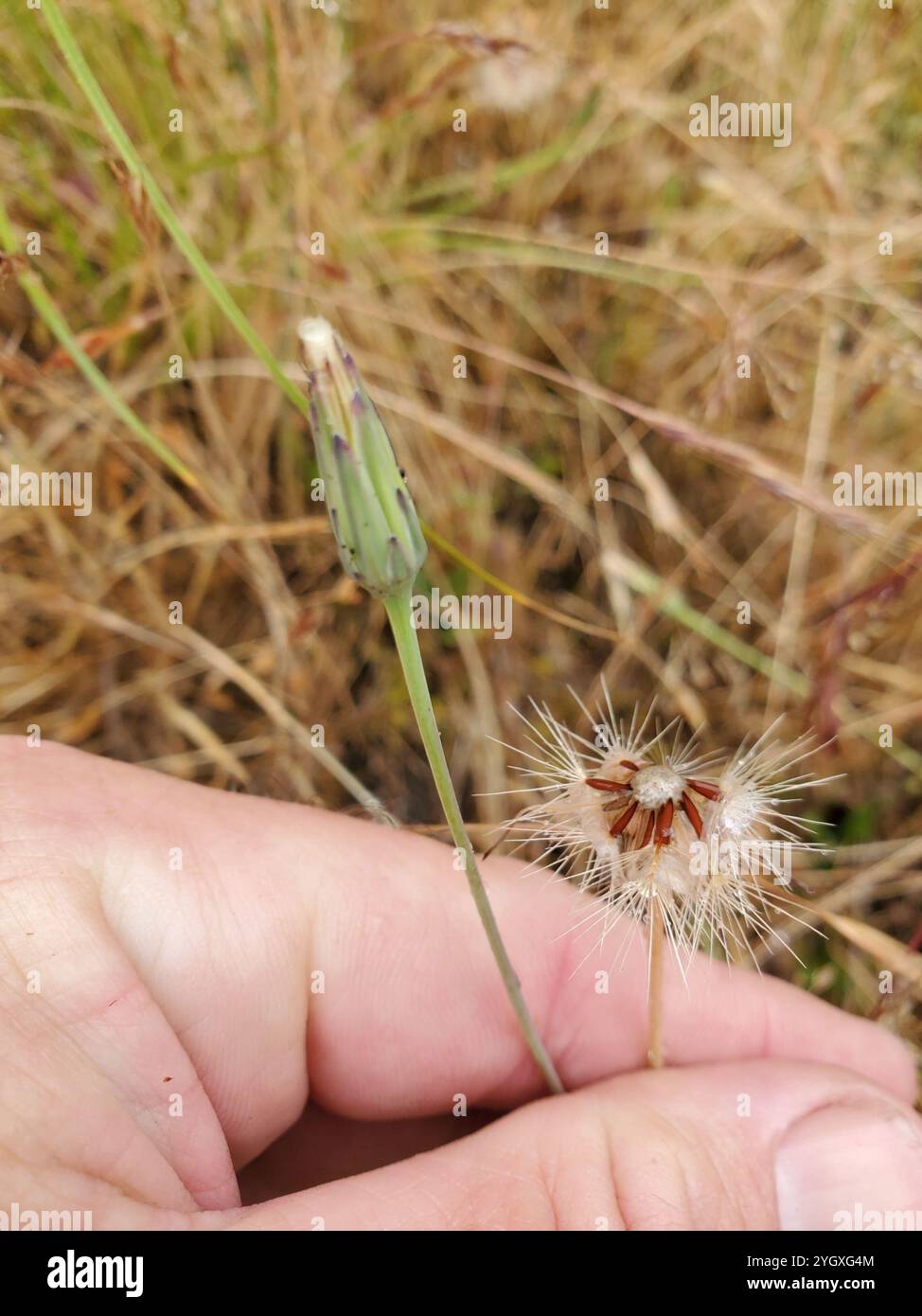 Smooth Cat's Ear (Hypochaeris glabra Stock Photo - Alamy