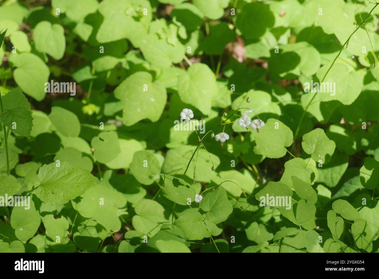 White Inside-out Flower (Vancouveria hexandra Stock Photo - Alamy