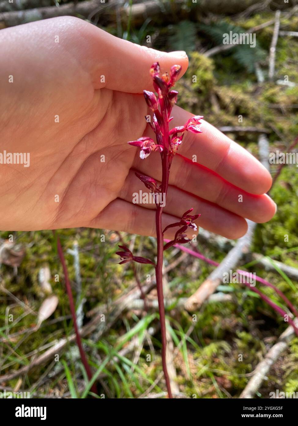 Eastern spotted coralroot (Corallorhiza maculata maculata Stock Photo ...
