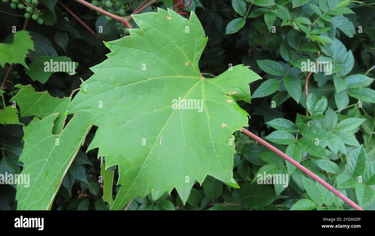 riverbank grape (Vitis riparia Stock Photo - Alamy
