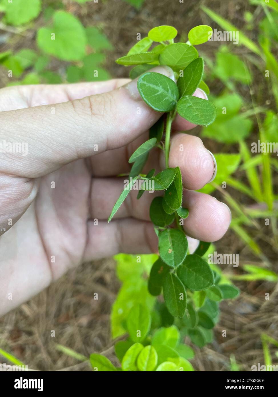 Little-leaf Tick-clover (Desmodium ciliare Stock Photo - Alamy
