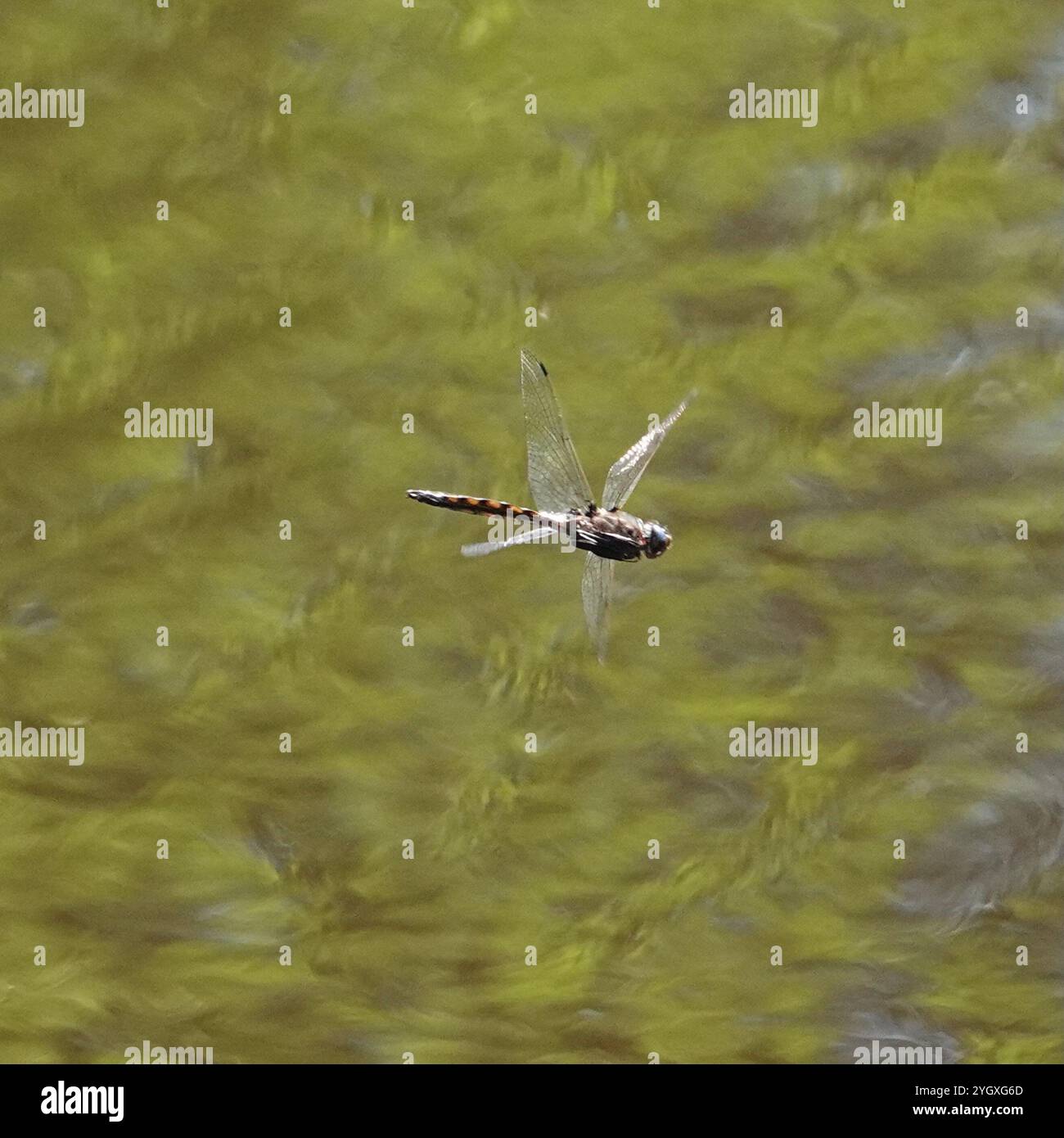 Beaverpond Baskettail (Epitheca canis Stock Photo - Alamy