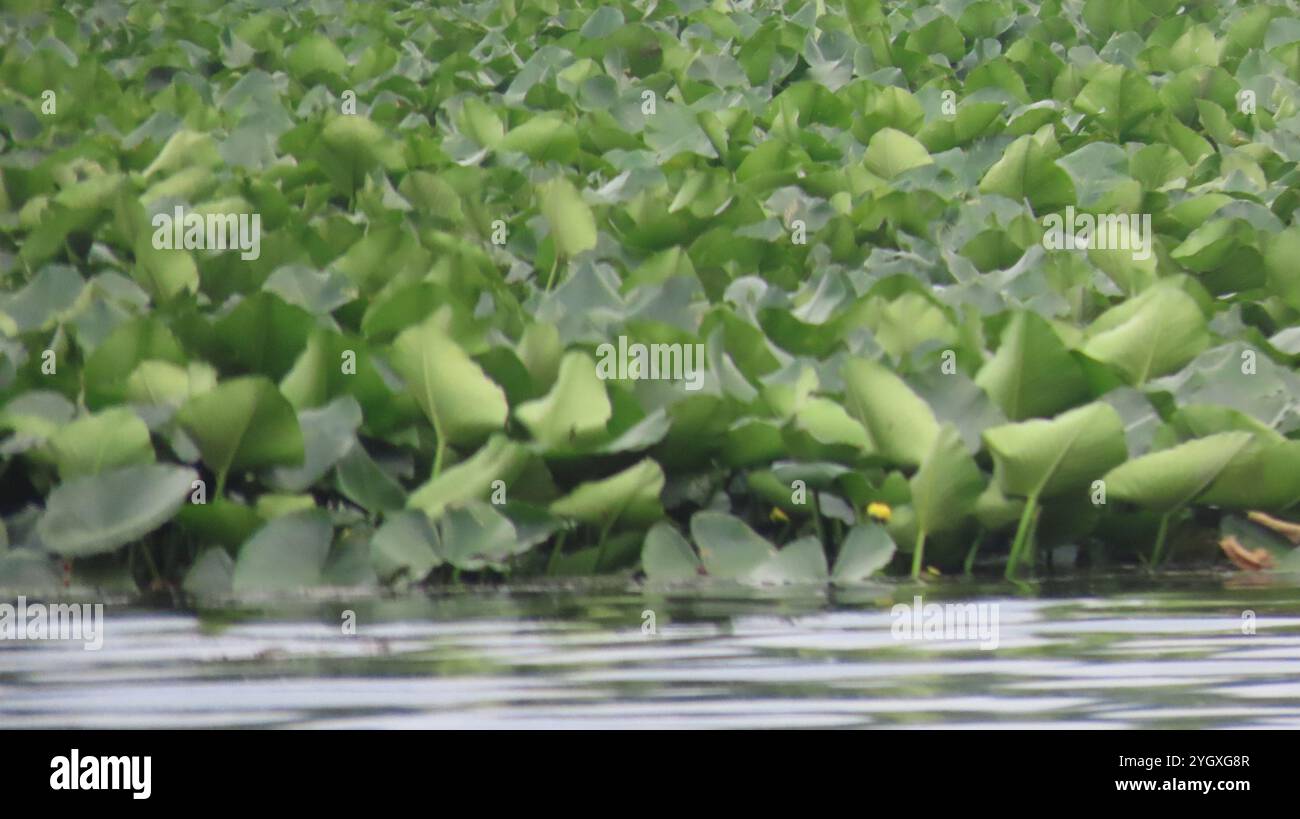 spatterdock (Nuphar advena Stock Photo - Alamy