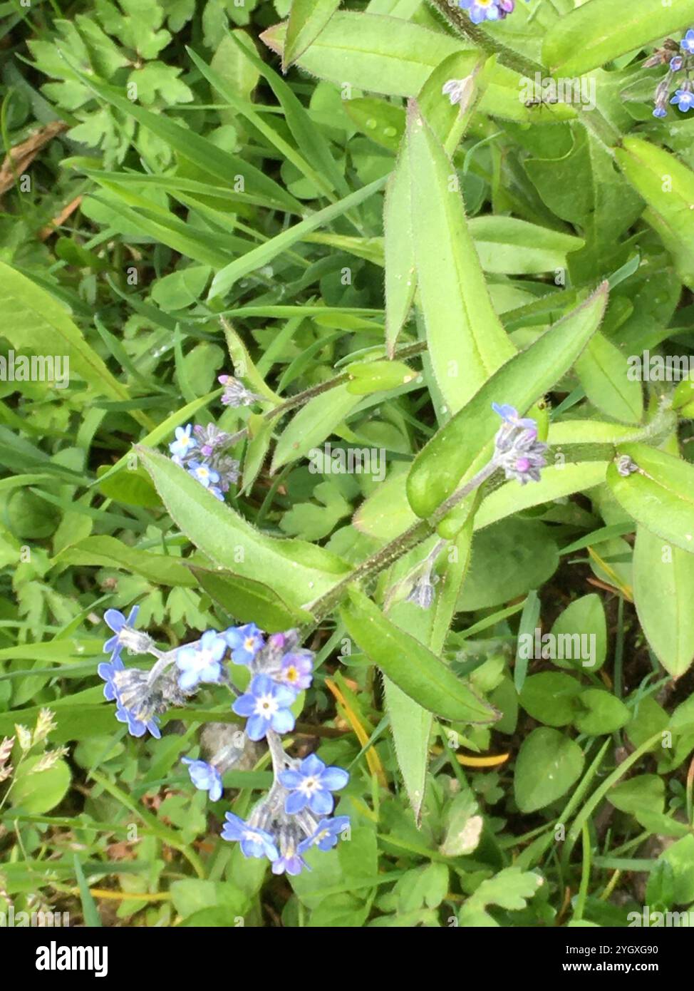 Wood Forget-me-not (Myosotis sylvatica Stock Photo - Alamy