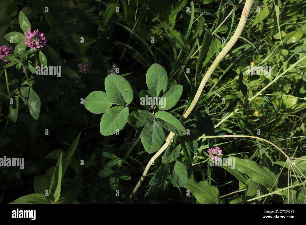 yellow pimpernel (Taenidia integerrima Stock Photo - Alamy