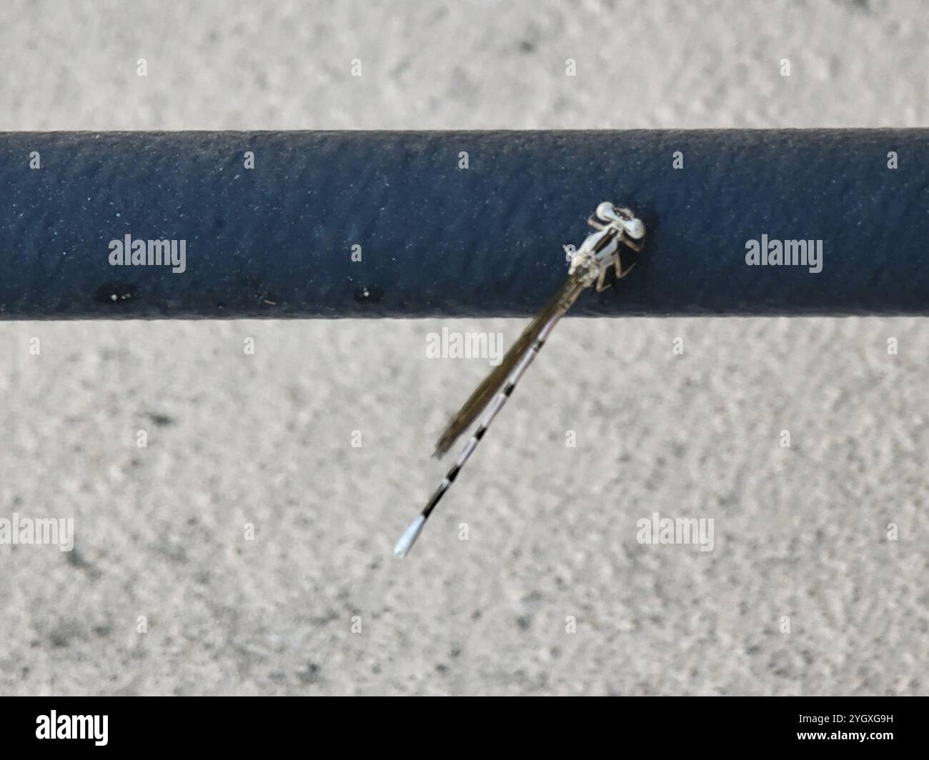 Vivid Dancer (Argia vivida Stock Photo - Alamy