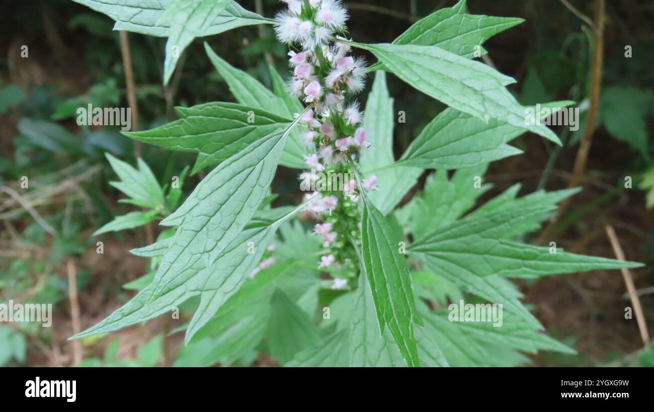 common motherwort (Leonurus cardiaca Stock Photo - Alamy