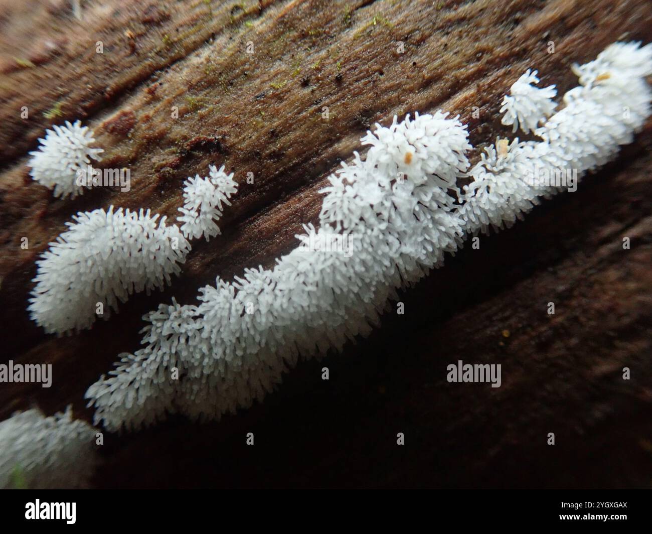 Honeycomb Coral Slime Mold (Ceratiomyxa fruticulosa Stock Photo - Alamy